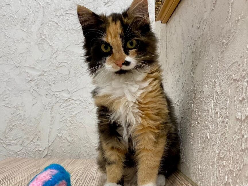 Котенок в добрые руки