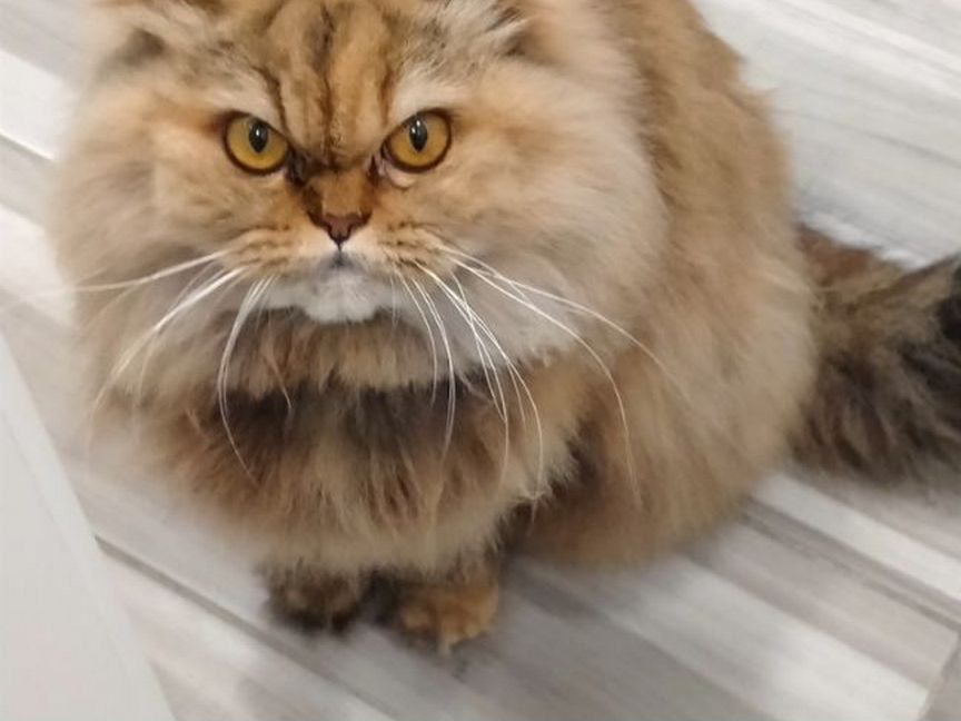 Персидские котята