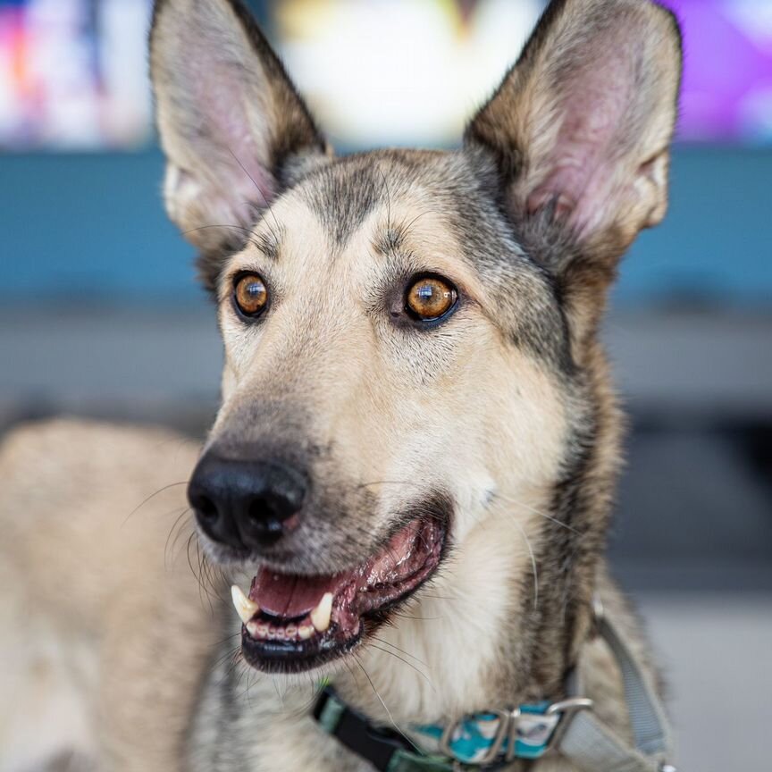 Милый песик в дар