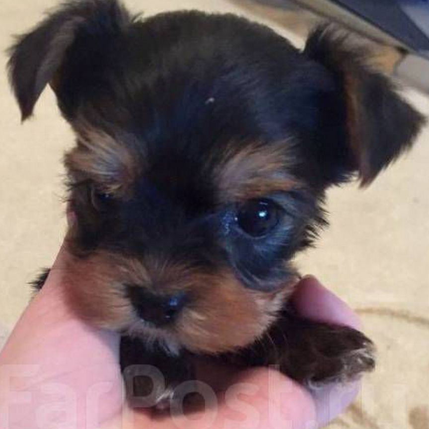 Йоркширский терьер, щенок