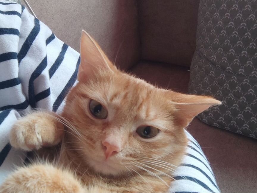 Отдам бесплатно красавицу кошку