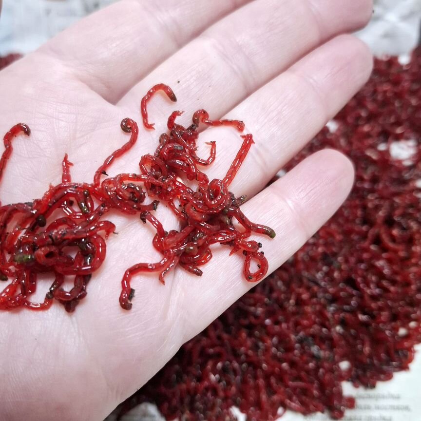 Мотыль живой