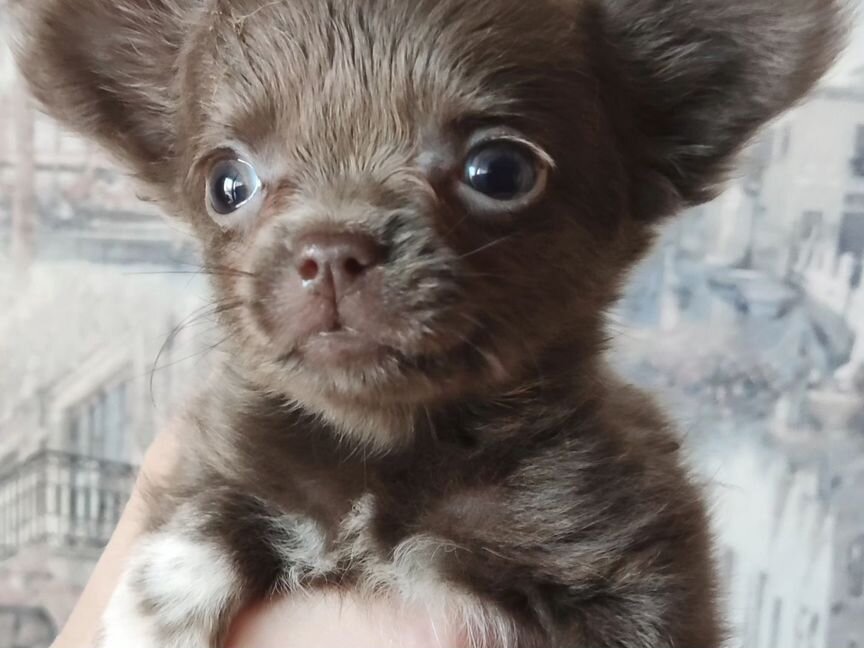 Миничих Эдельвейс