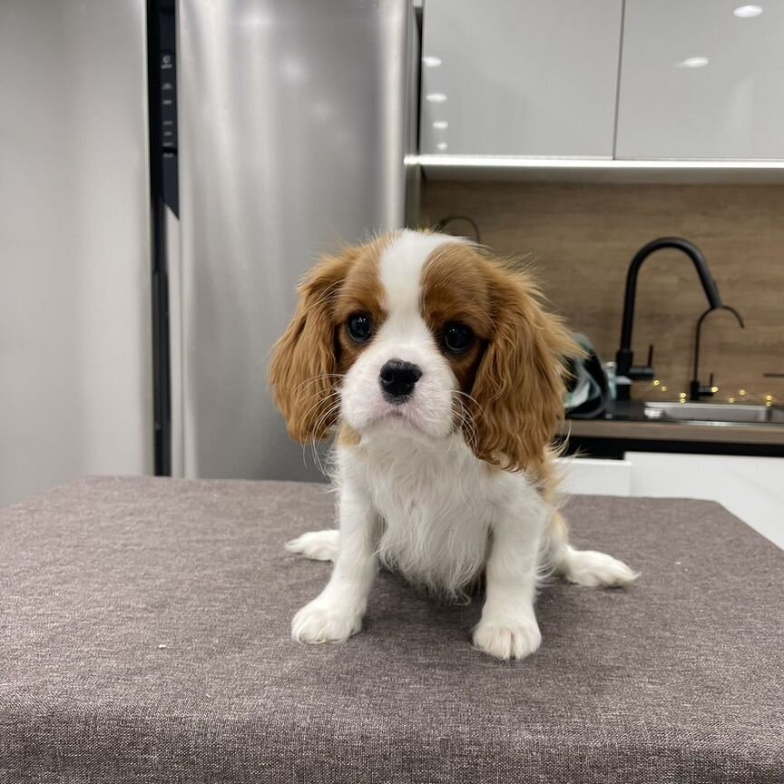 Мальчик кавалер кинг чарльз спаниеля