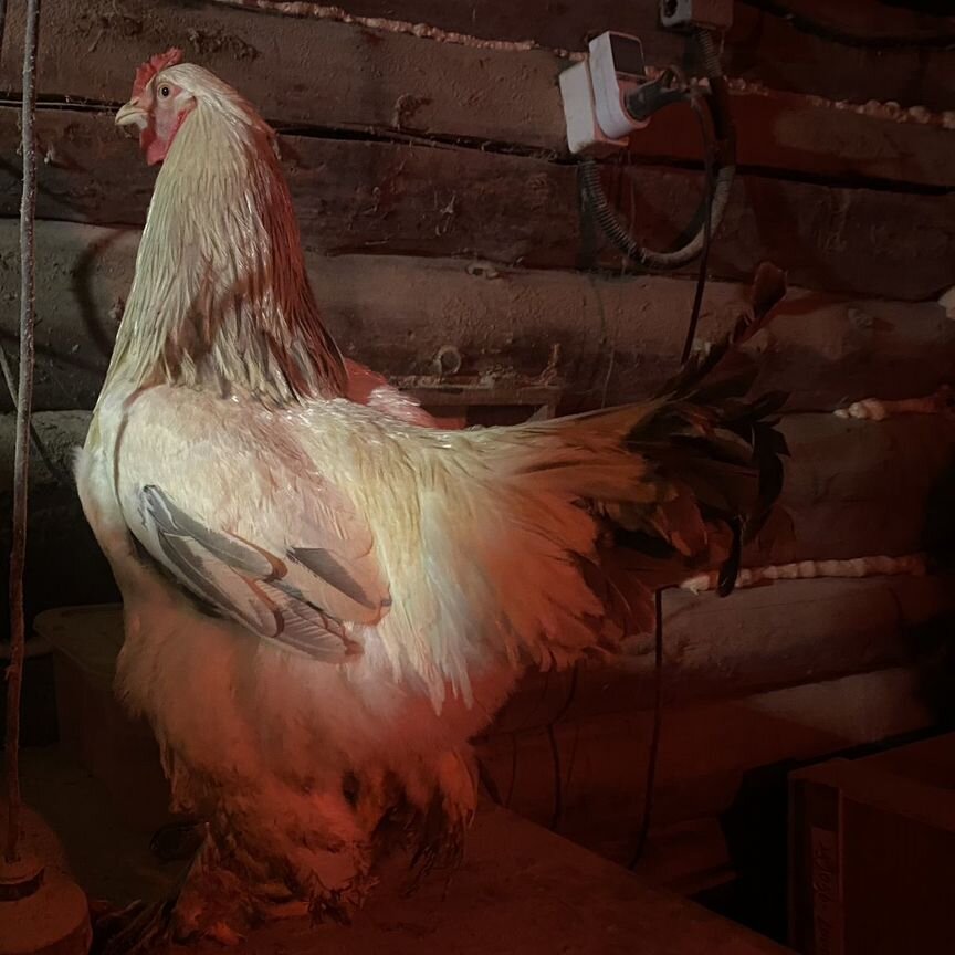 Цыплята бройлера