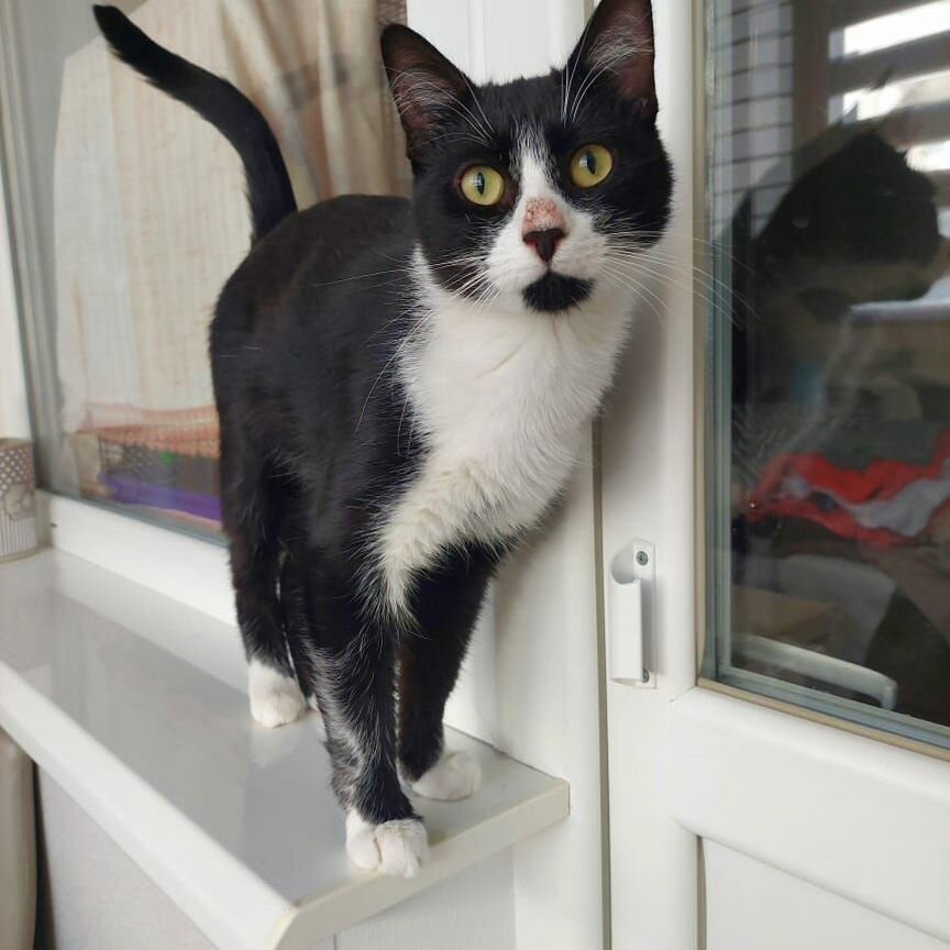 Котик