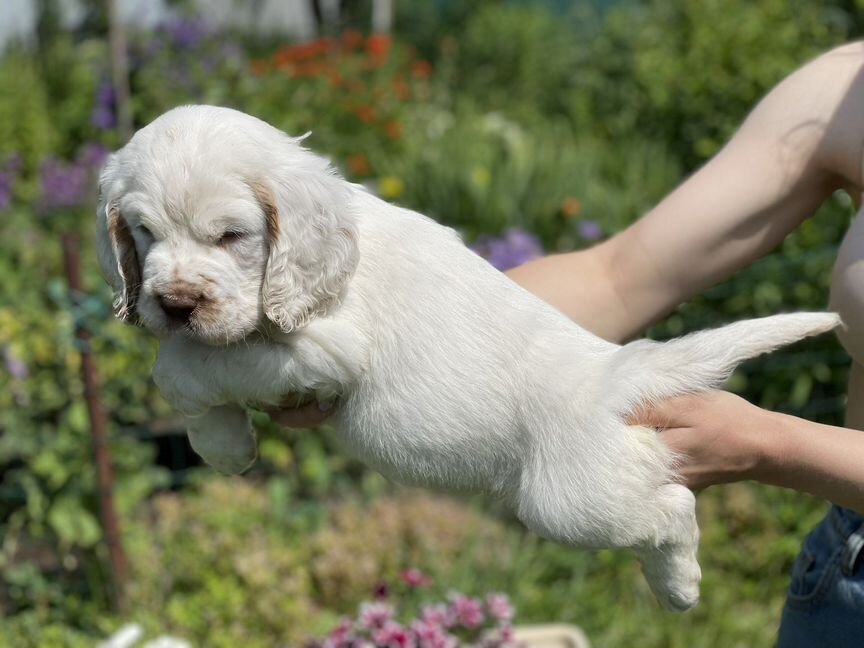 Мальчик Кламбер Спаниеля