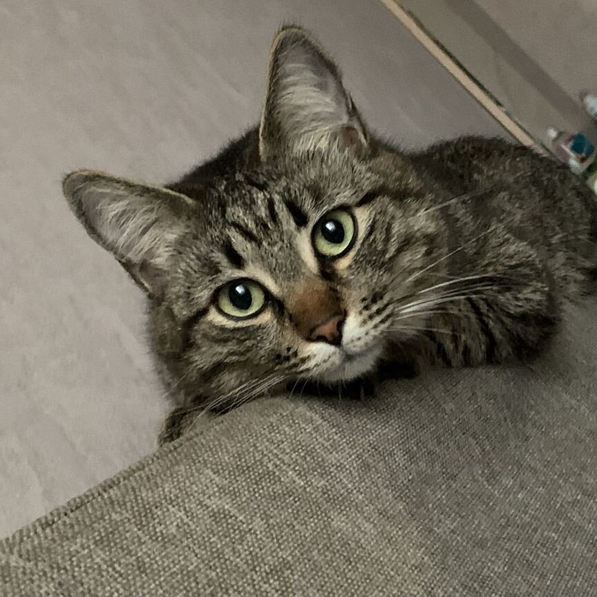 Отдам кошку в добрые руки