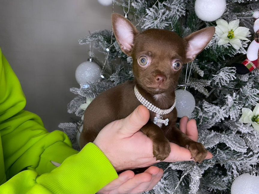 Luxury Mini Мальчик РКФ