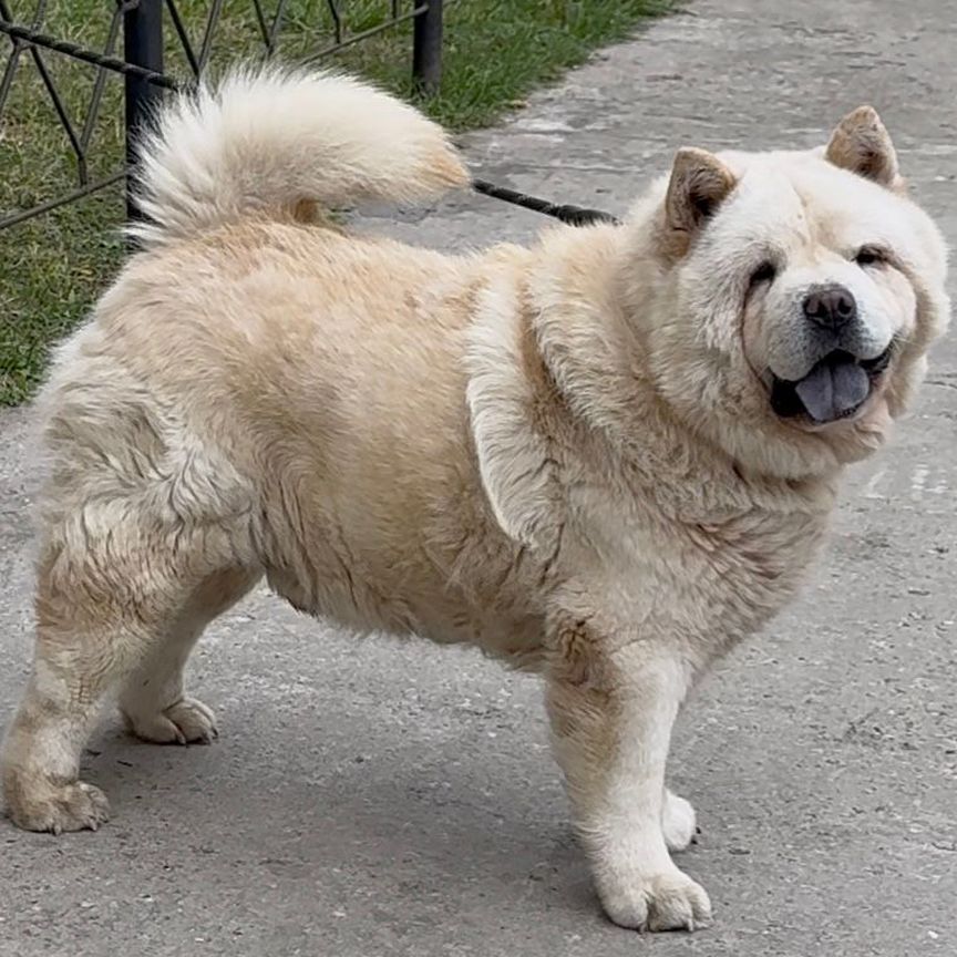 Чау-чау, взрослый пёс