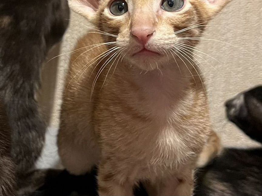 Ориентальный котик