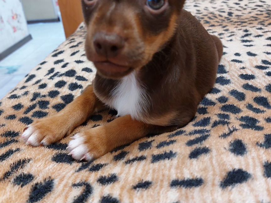 Щенки русский Той-терьер