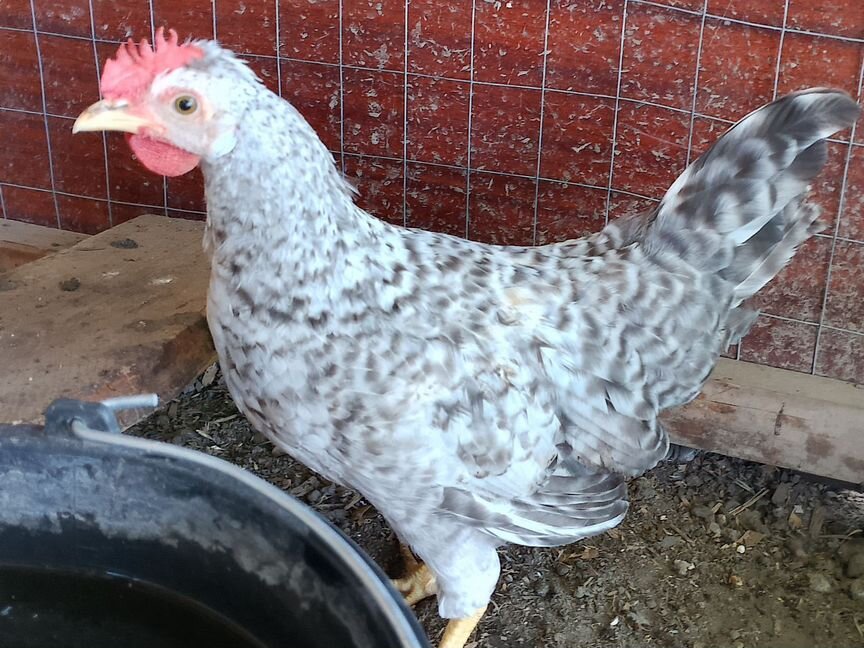 Петух легбар кремовый 2.5 мес