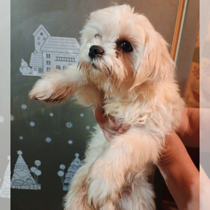 Мальтийская болонка, взрослый пёс