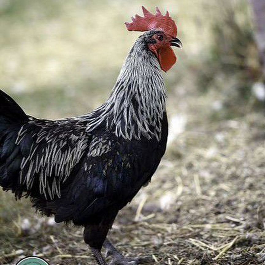 Петух брама