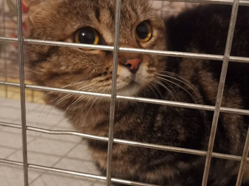 Кошка в добрые руки