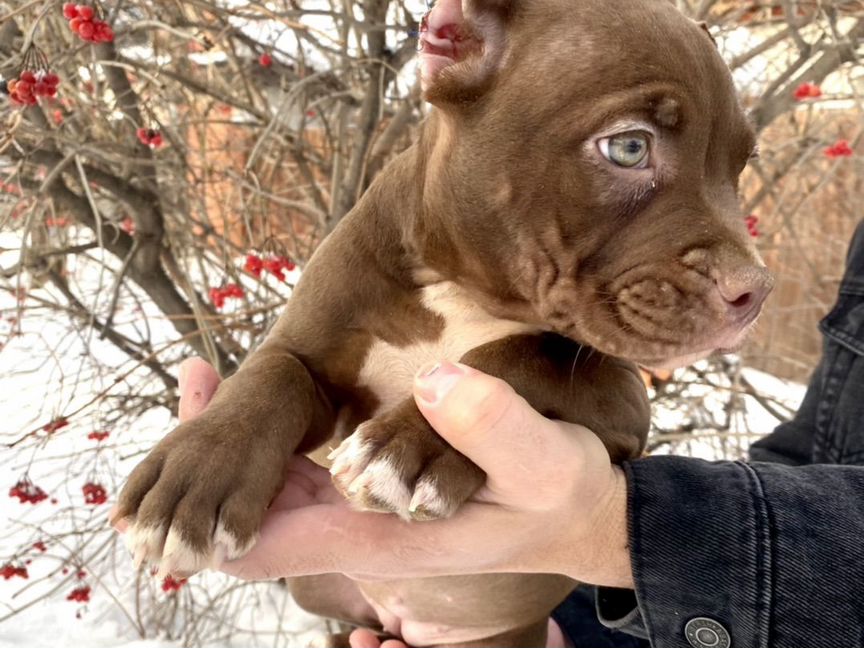 Американский булли classic