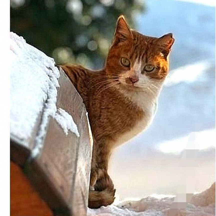 Кошке нужна помощь
