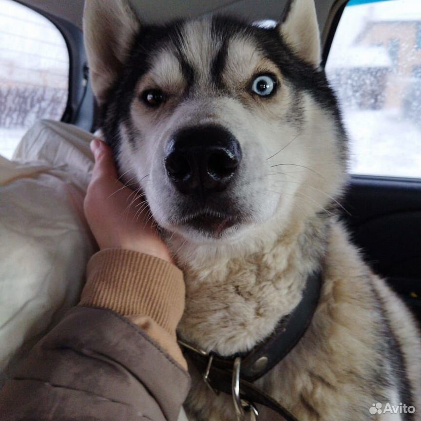 Сибирский хаски в дар