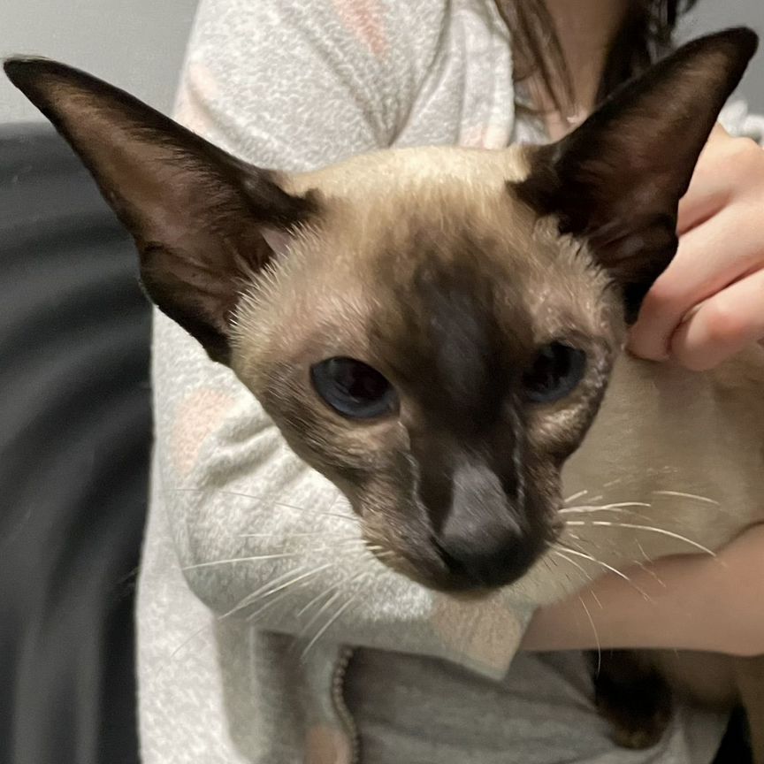 Сиамский котёнок