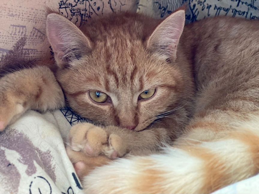 Рыжая девчуля ищет дом