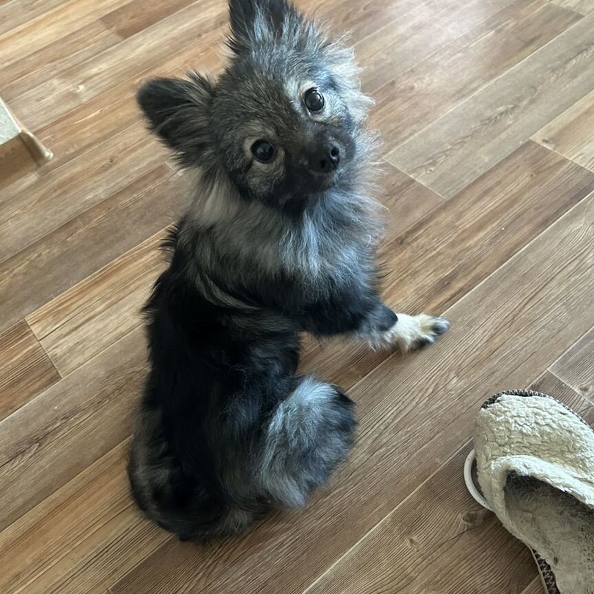 Собака Арчи(шпиц)