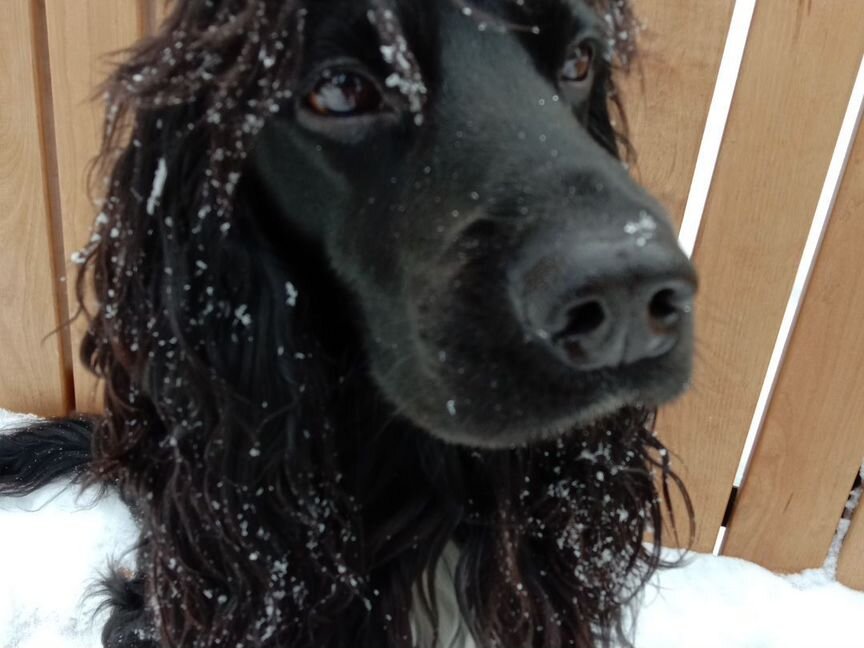 Русский спаниель вязка (кобель)