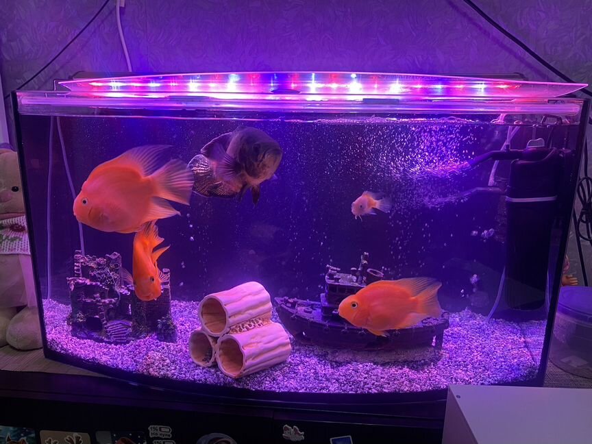 Аквариум с рыбками