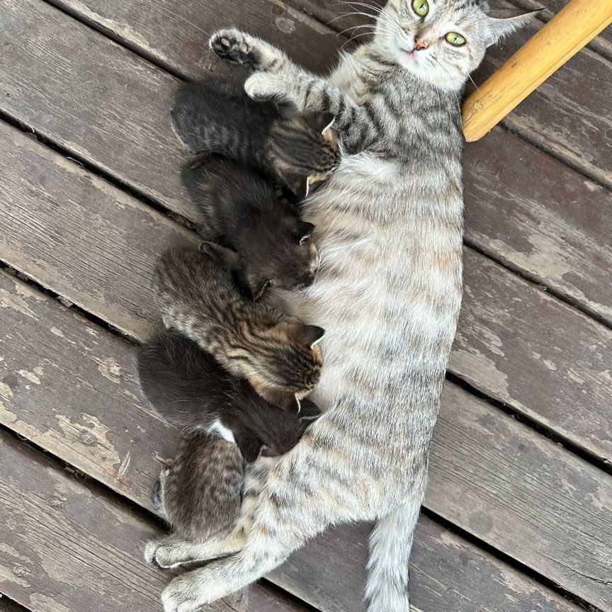 Котятки