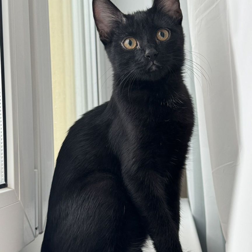 Котенок мальчик