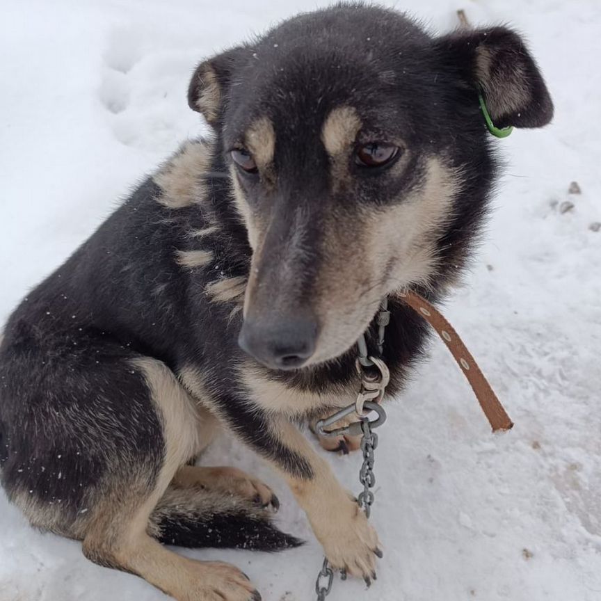 Небольшая собака в добрые руки бесплатно