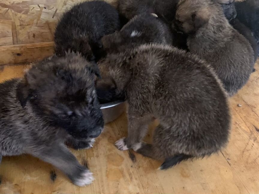 Собака щенки от волчицы