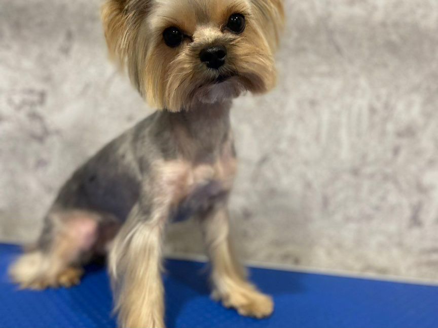 Йоркширский терьер мини