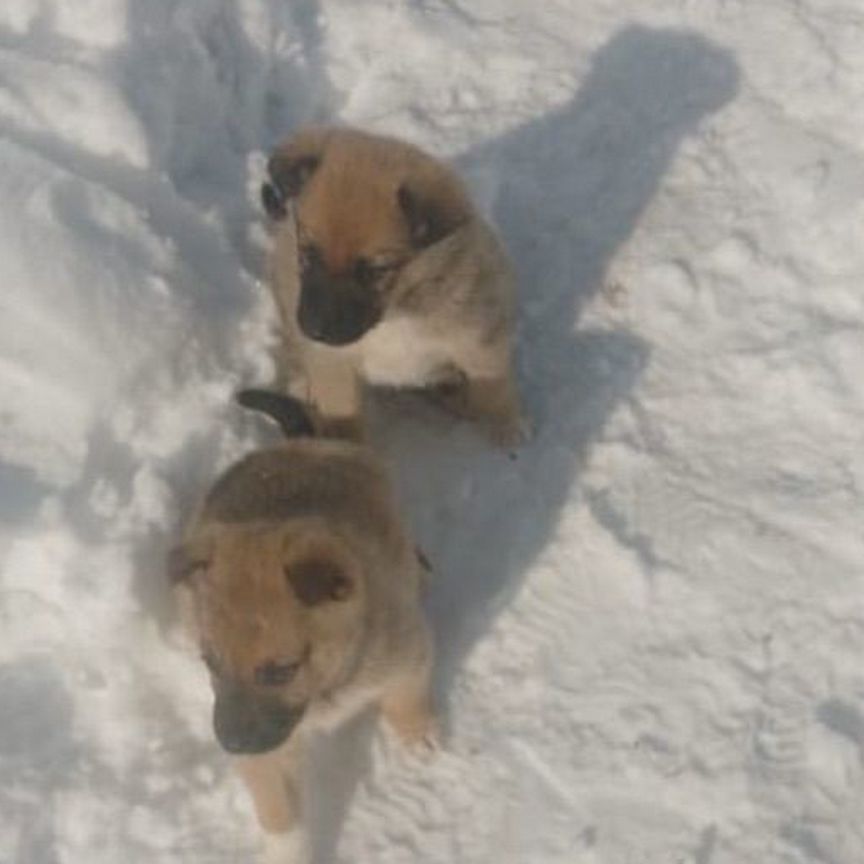 Щенки дворняги в добрые руки