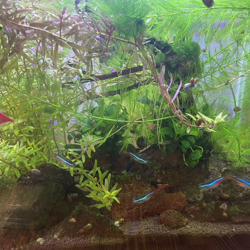 Растения для аквариума бесплатно