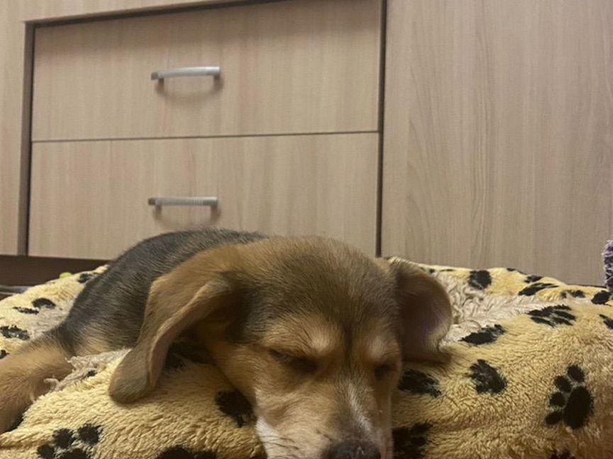 Собака в добрые руки