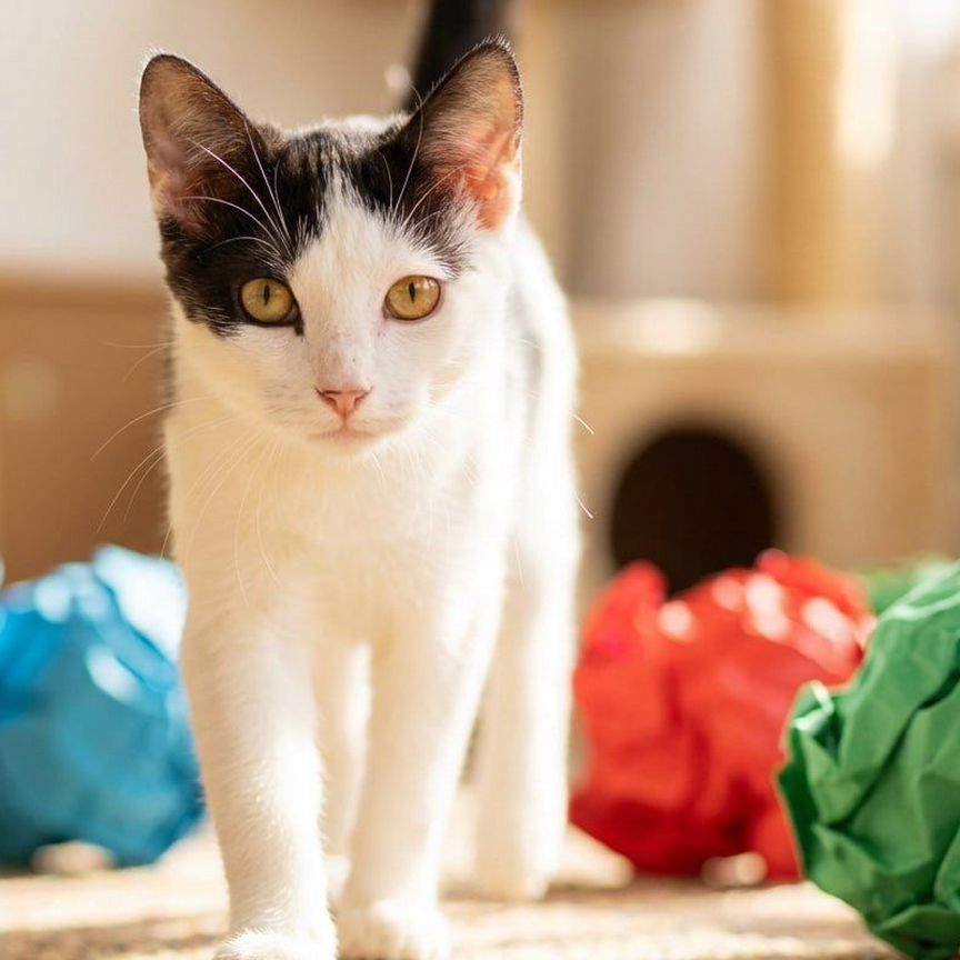 Котёнок в добрые руки