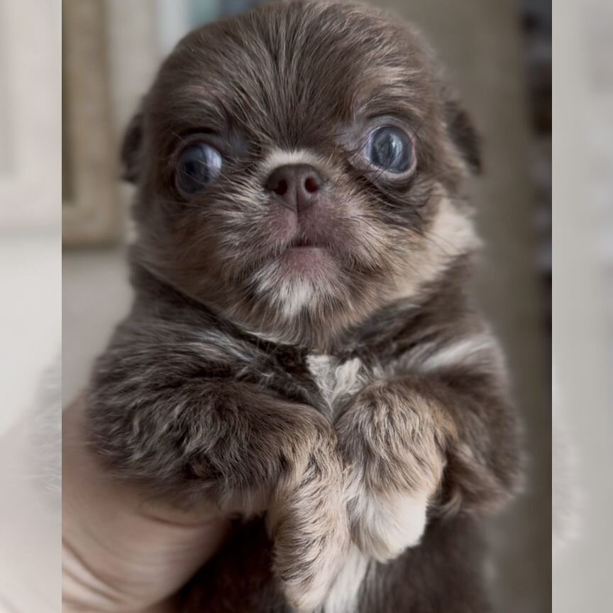 Чихуахуа, щенок