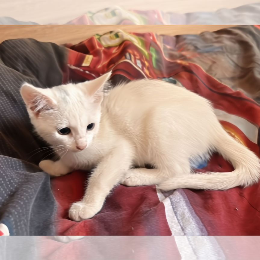 Котёнок в добрые руки