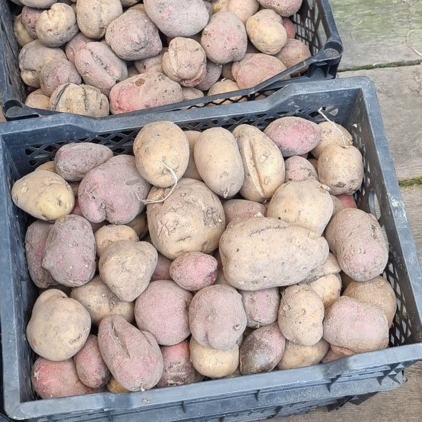 Продам мелкий картофель