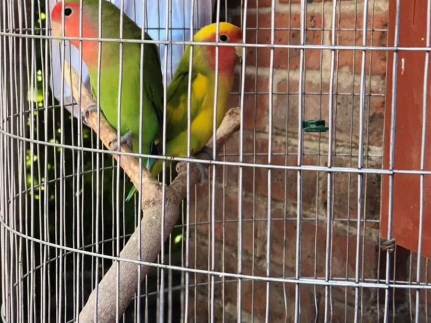 Попугаи неразлучники