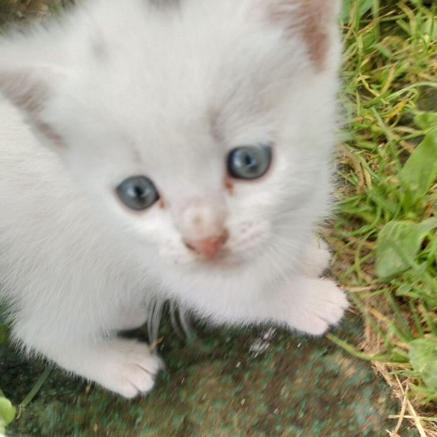 Котята