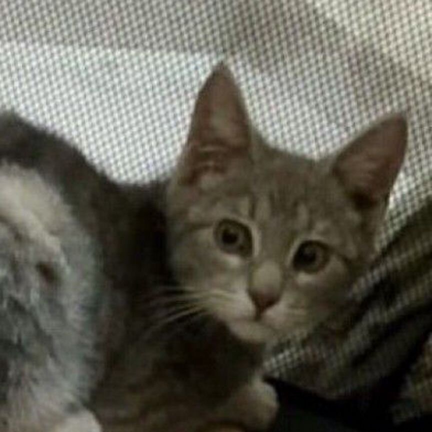 Котёнок без дома