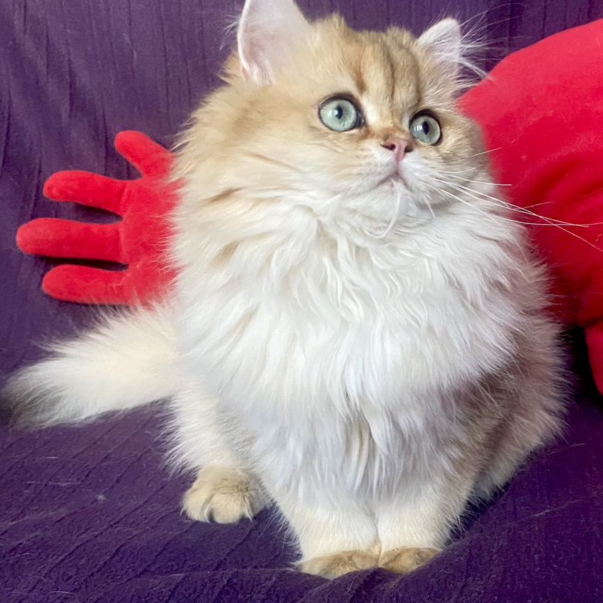 Британский длинношёрстный котёнок