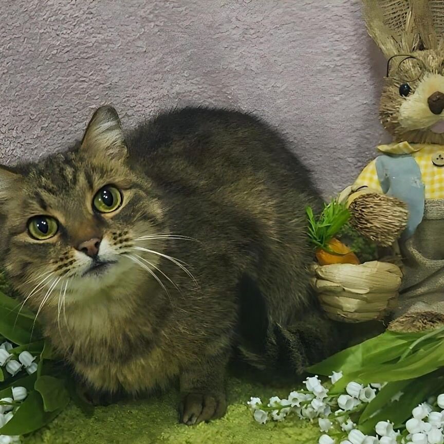 Отдам кошечку в добрые руки