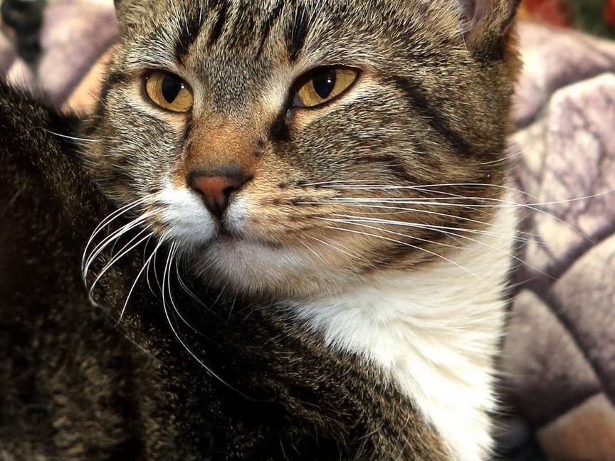 Медвежонку нужен дом