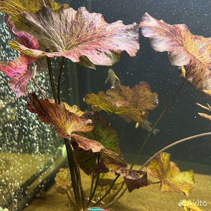 Нимфея тигровая