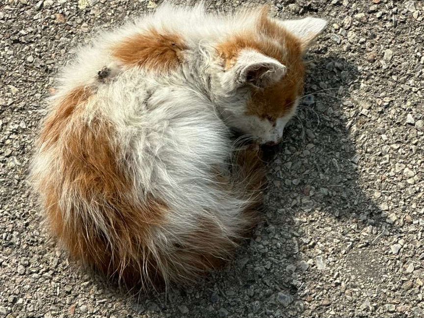Котёнок