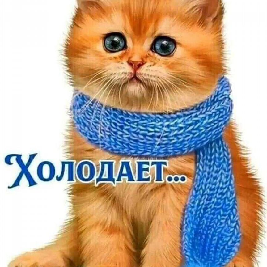 Приму голубого перса в подарок голубыми глазами