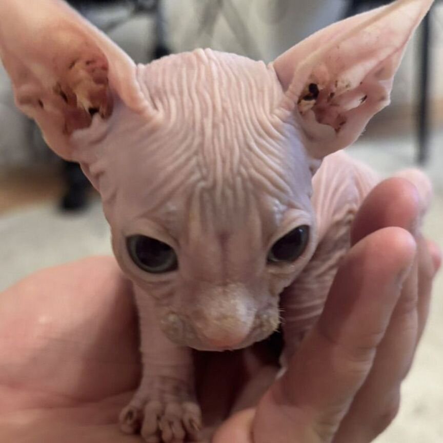 Канадский сфинкс котёнок